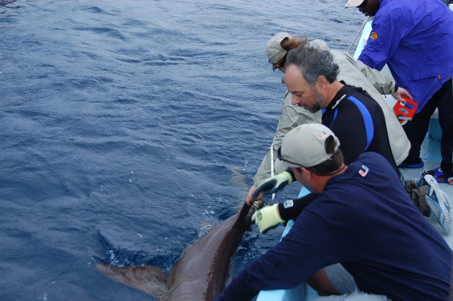 Glover's Reef Belize | 7 + Reasons to Visit Glover’s Reef Atoll in Belize