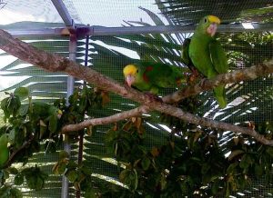 Endangered parrots reintroduced to the wild in Belize