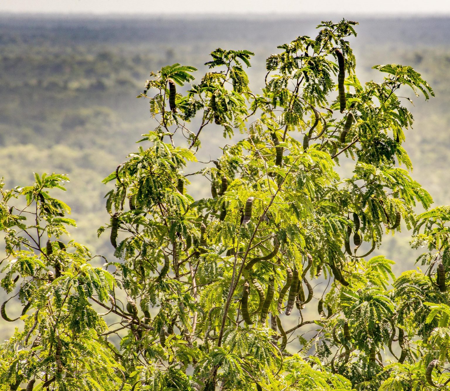 New tree species discovered in Toledo Belize | Belize Trees