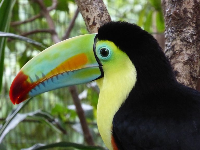 Belize National Symbols - Flag, Arms, Flower, Tree, Bird, Animal