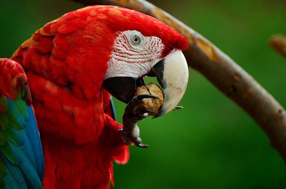 Spot-Beautiful-Scarlet-Macaws-in-Red-Bank-Village-Belize