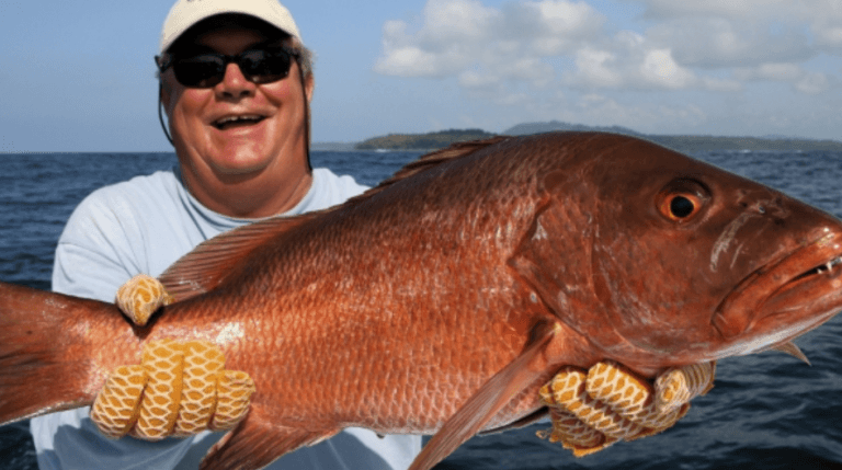 Endangered Animals that can be Found in Belize, Central America