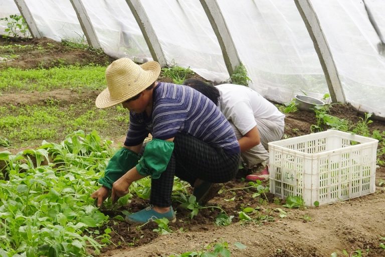 The Eclectic Cultures of Belize: The Chinese People