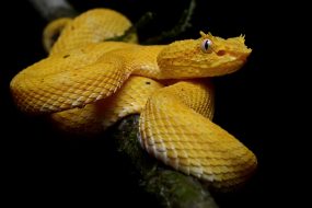 The Eight (8) Most Dangerous Snakes of Belize in Central America