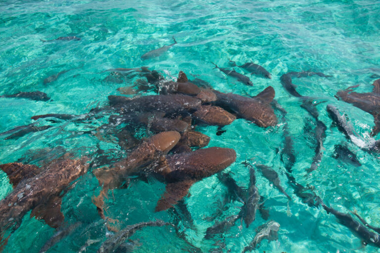 The Best Places To See Wildlife In Belize | Wildlife in Belize