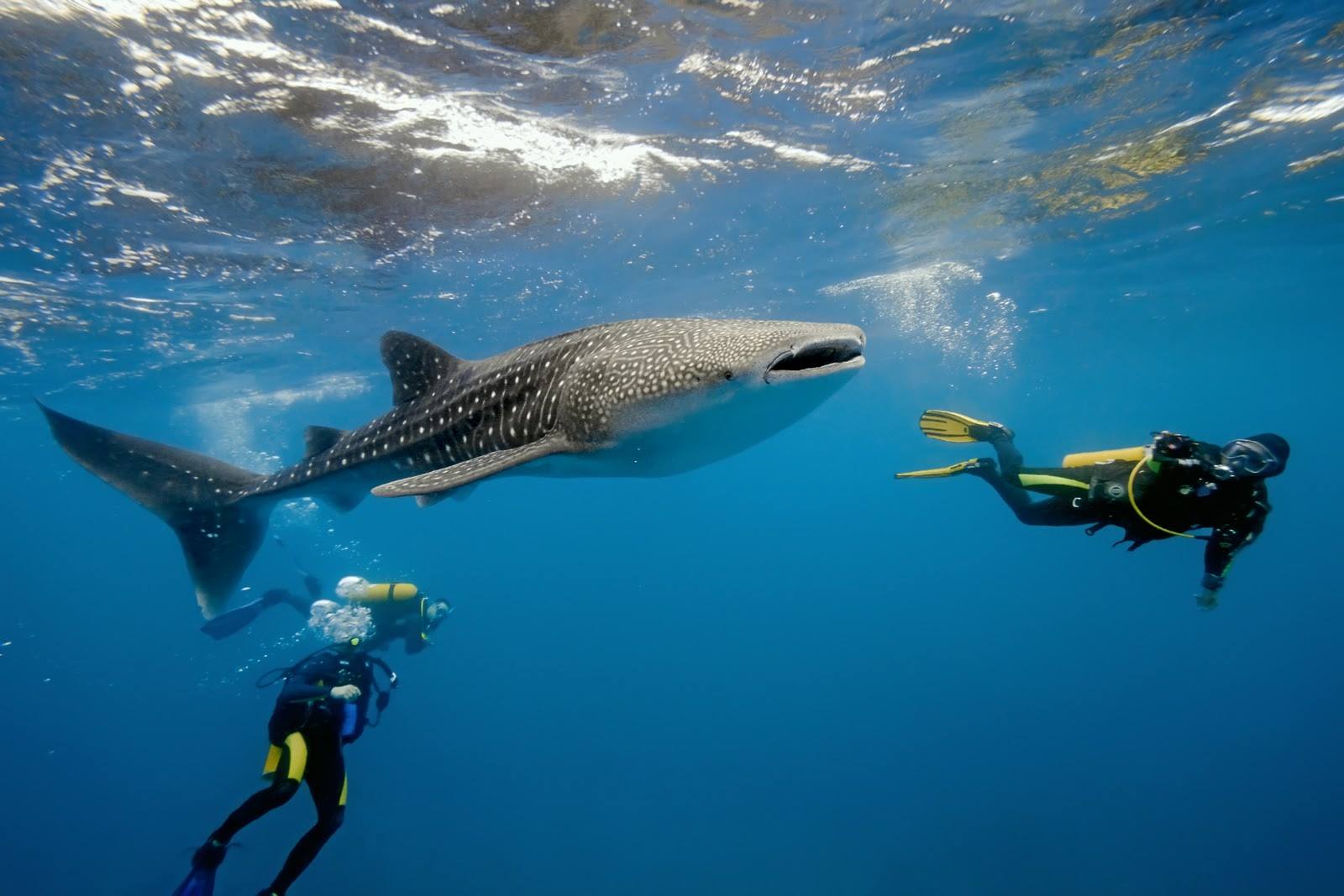 When Is The Best Time To See Whale Sharks In Belize?