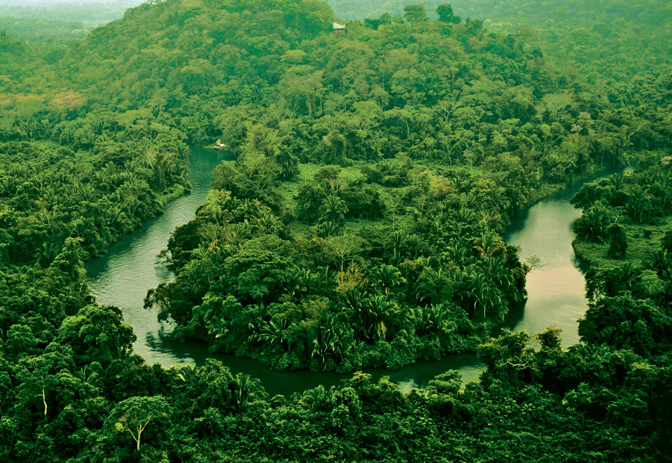 The Belize Rainforest - Everything You Need To Know