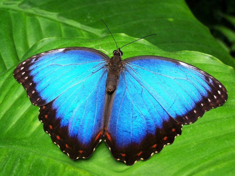 Discovering the Beauty of Butterflies in Belize: A Guide to the Top ...