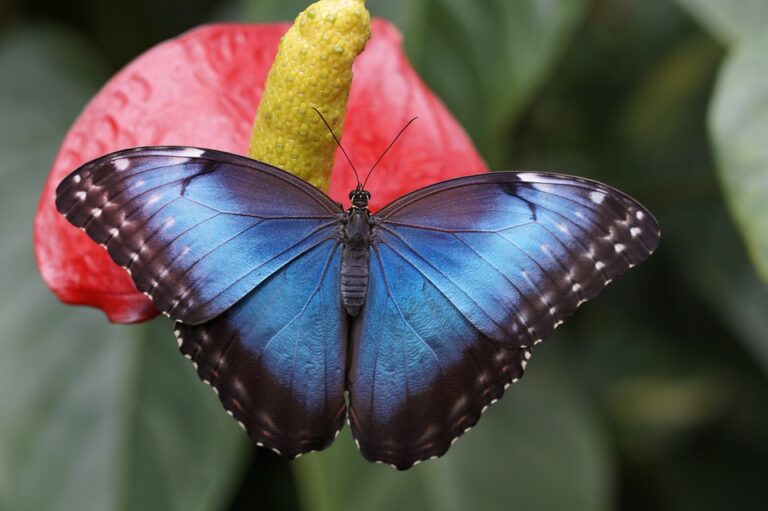 Discovering the Beauty of Butterflies in Belize: A Guide to the Top ...