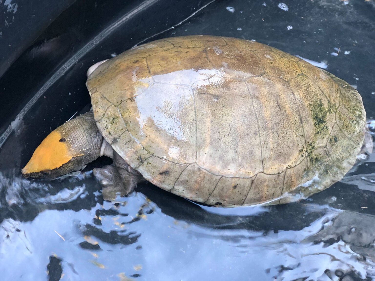 Groundbreaking Belize Study Reveals Social Behavior in Endangered Turtles